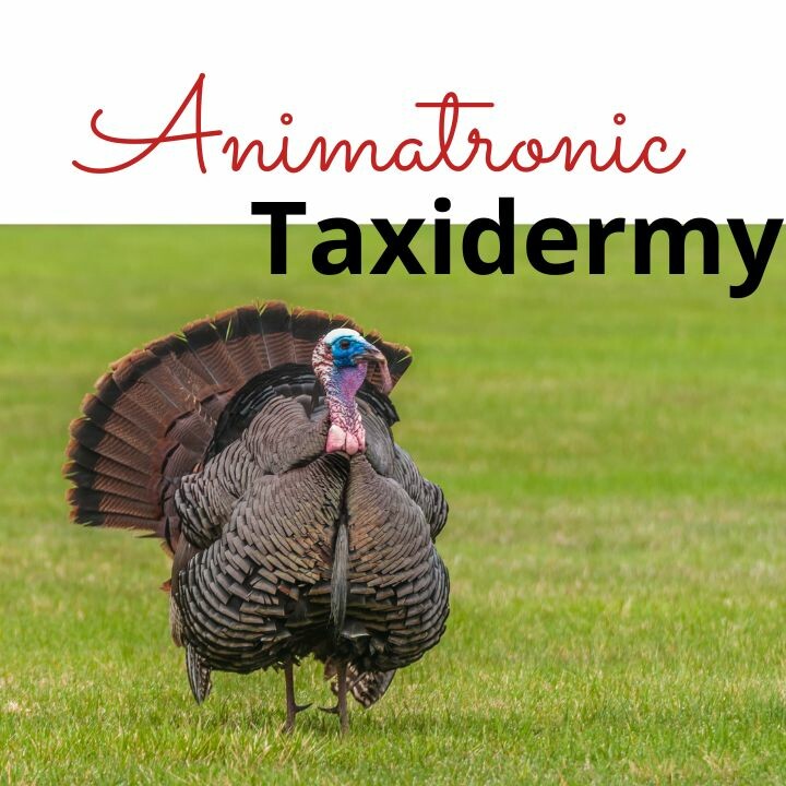 Animatronic Taxidermy